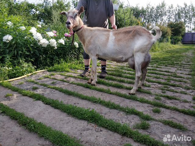 Продаются козы