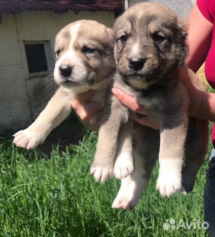 Щенки алабайчики