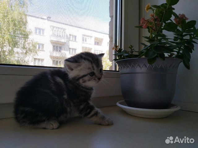 Британские котята