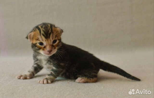 Малышка Черная Дива