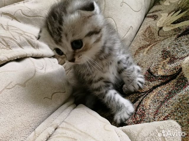 Котята, мальчики, чистокровные, вислоухие