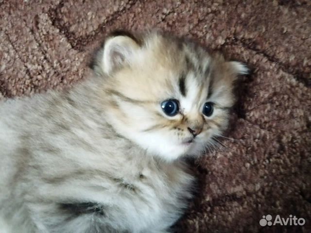 Милые, игривые, пушистые комочки