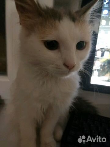 Кошка Василиса