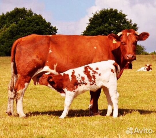 Продуются молочные коровы