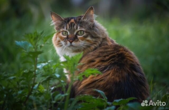 Кошки, коты, котята для квартиры