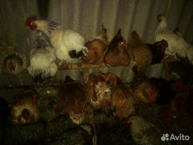 Курочки домашние