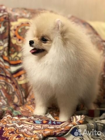 Шикарный щенок шпица