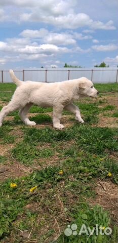 Щенок сао, кобель (документы)