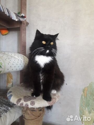 Котик-мечта