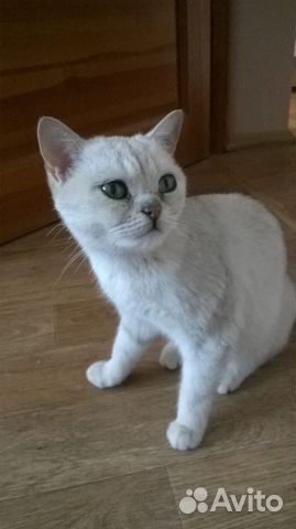 Отдадим кошечку в добрые руки)