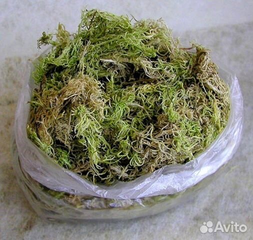 Мох