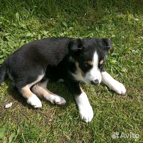 Щенки в добрые ру