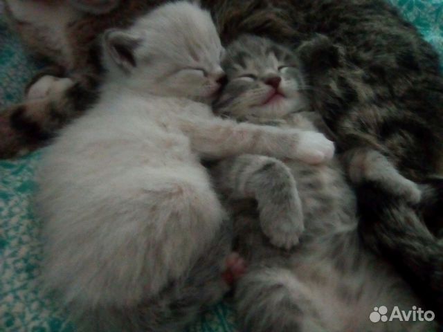 Котята британчики