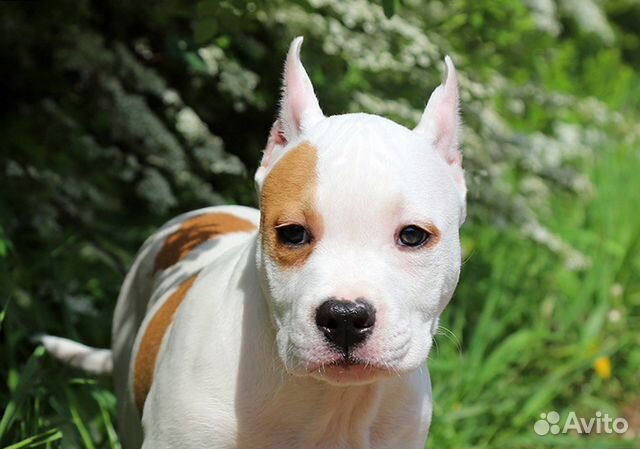 Красивый мальчик амстаффа 3 мес