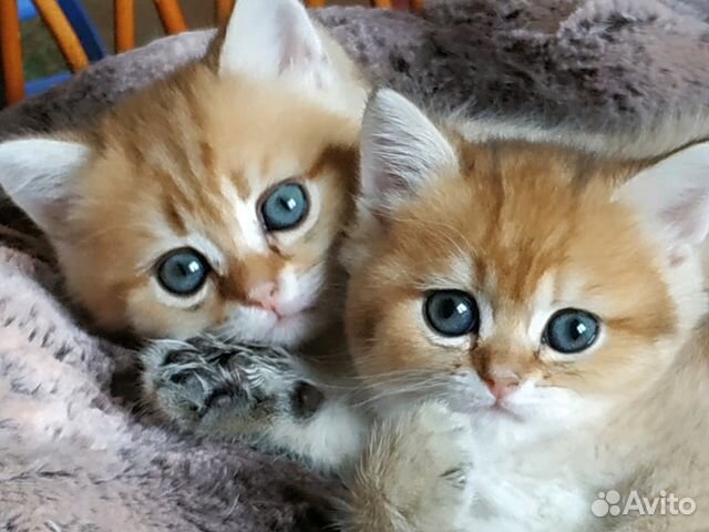 Сладкая золотая парочка