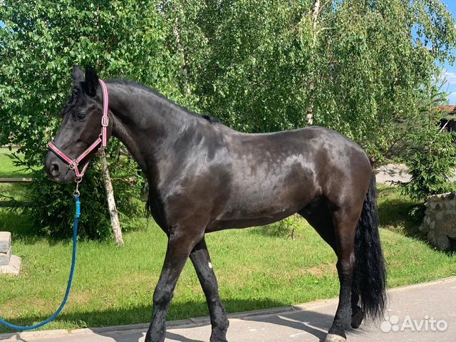 Фризская лошадь