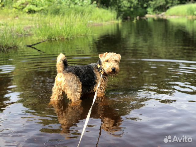 Щенок вельштерьера