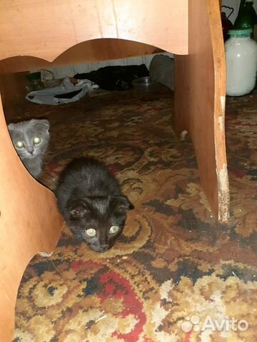 Шотланские вислоухие котята