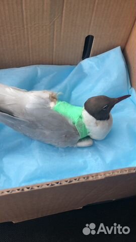 Отдам чайку