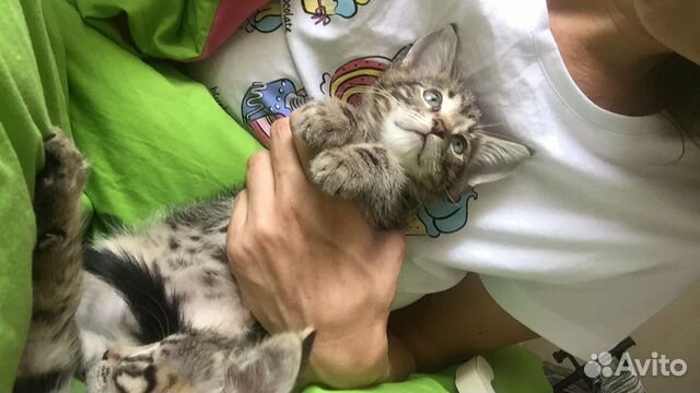 Кому Котенка с пятнистым пузиком