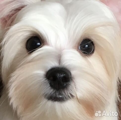 Бело-золотое чудо