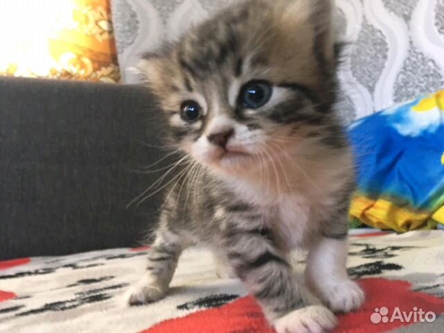Котёнок очень миленький