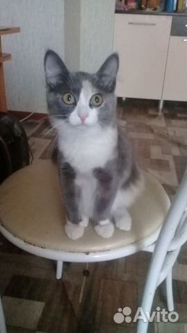 Кошечка