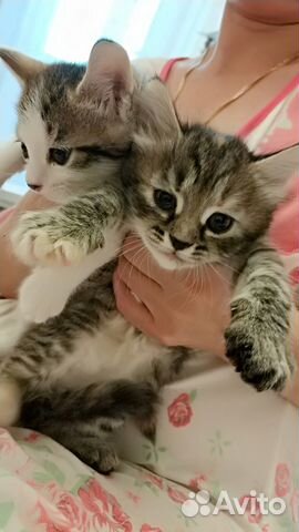 Котята ищут добрых друзей и верных хозяев