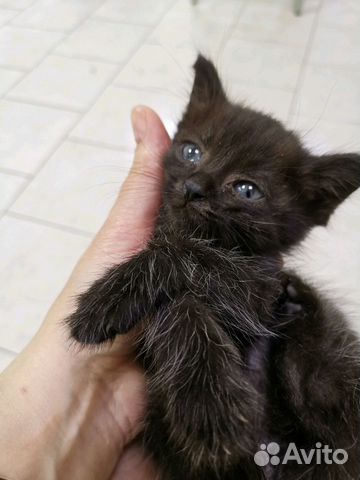 Котёнок Гоша ищет дом