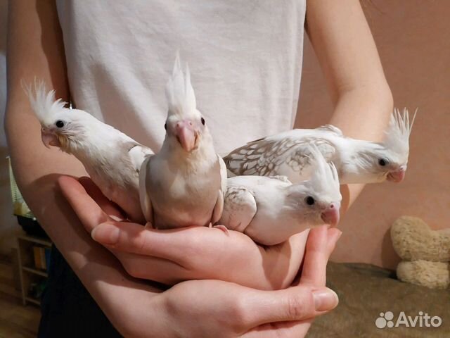 Выкормыши кореллы