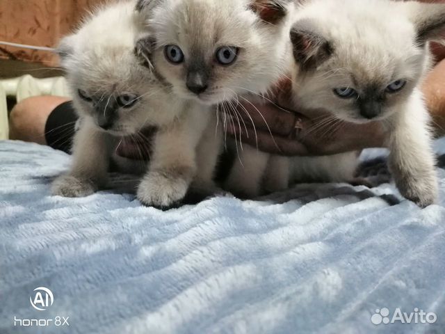 Котята