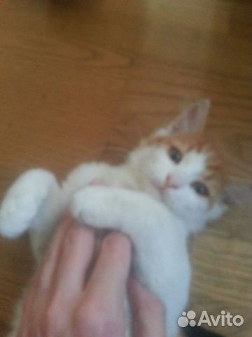 Котята ищут новый дом и любящих хозяев