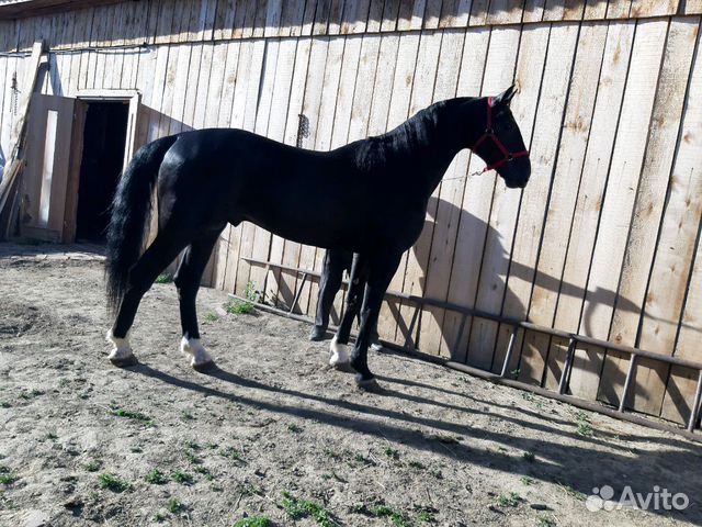 Жеребцы и кобылы