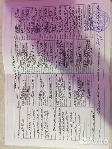 Щенки фокстерьеров