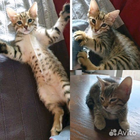 Котята бенгальские