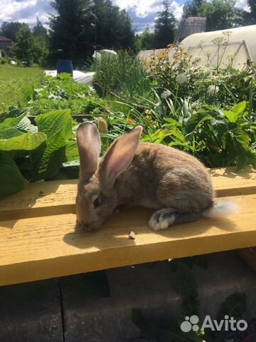 Фландр. Апрель, Май