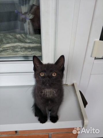 Ласковый котёнок-девочка в дар 2 мес