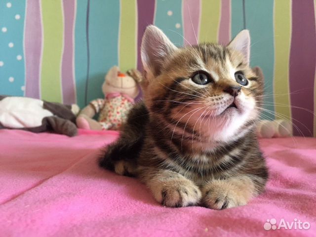 Мраморный красавчик