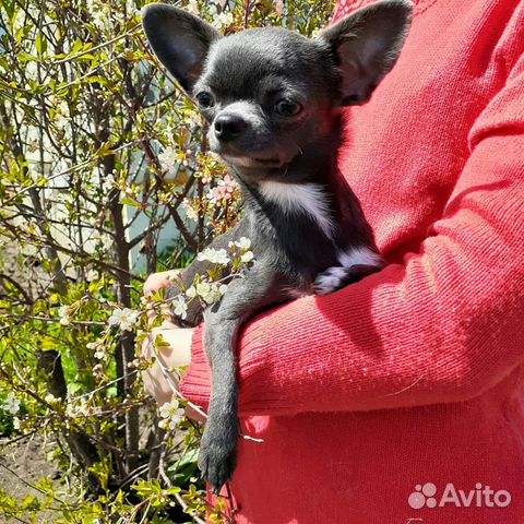 Голубая девочка 10 мес на подушку