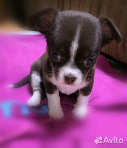 Щенок чихуахуа 1.5 месяца