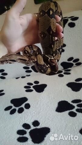 Императорский удав