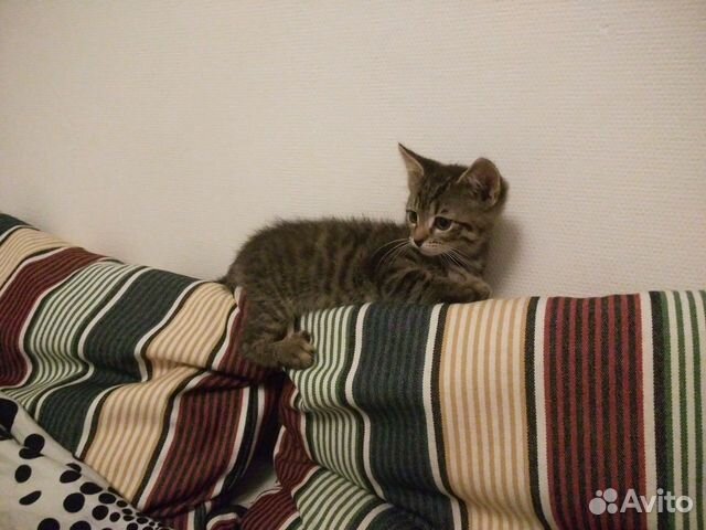 Котёнок серый полосатый