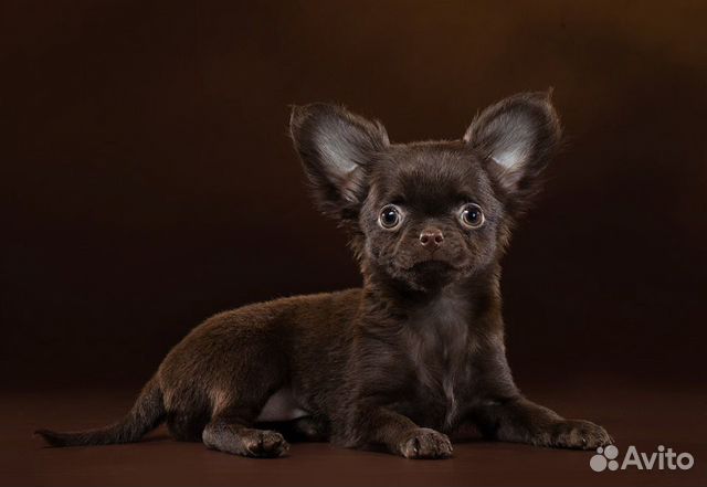 Роскошная шоколадка