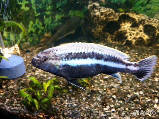 Цихлида Меланохромис Чипока