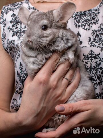 Шиншилла девочка
