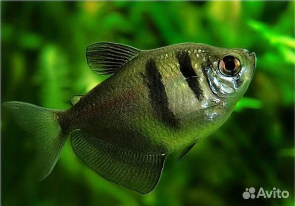 Рыбки аквариумные от производителя