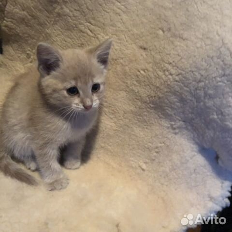 Отдам котёнка в хорошие руки