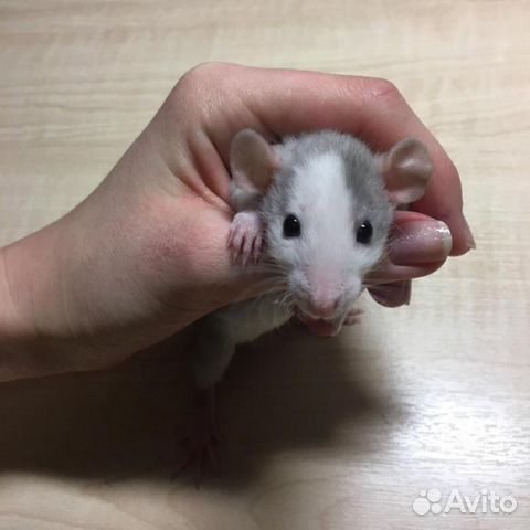 Дамбо-Хаски в хорошие руки