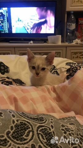 Котёнок