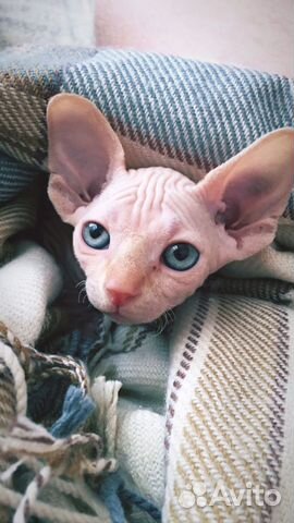 Котёнок сфинкс